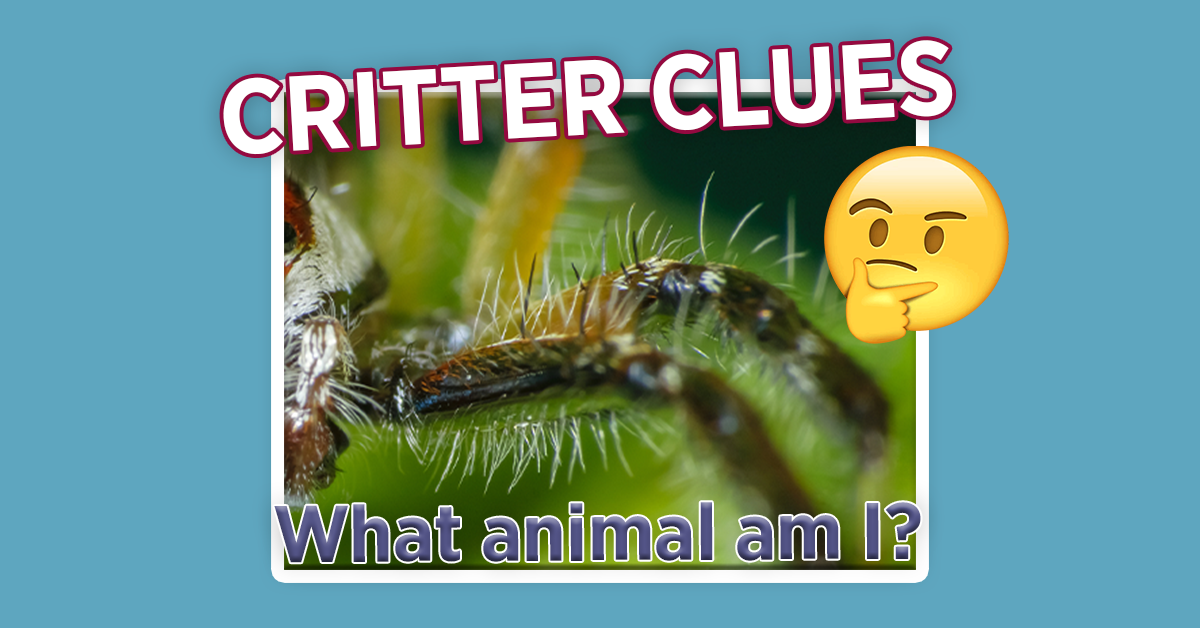 Critter Clues: September/October 2020 issue - Kind News magazine