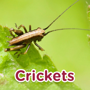 Cricket Cryptogram - Kind News magazine