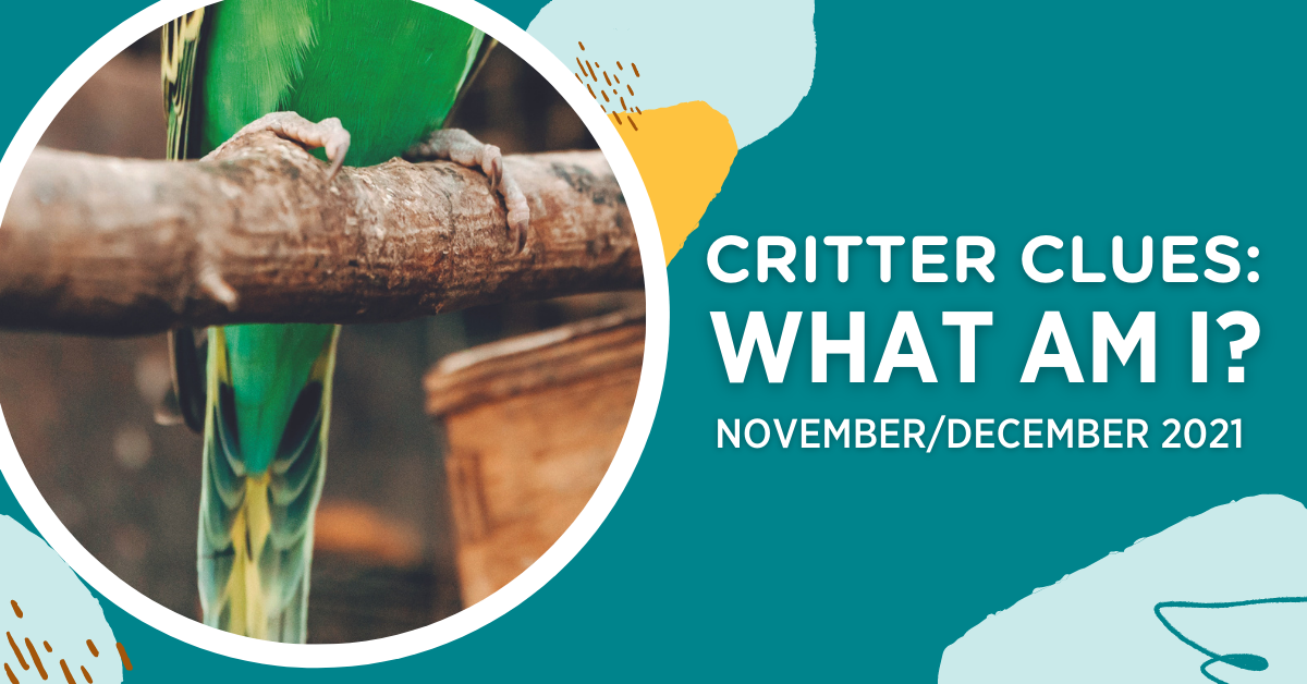 Critter Clues: November/December 2021 issue - Kind News magazine