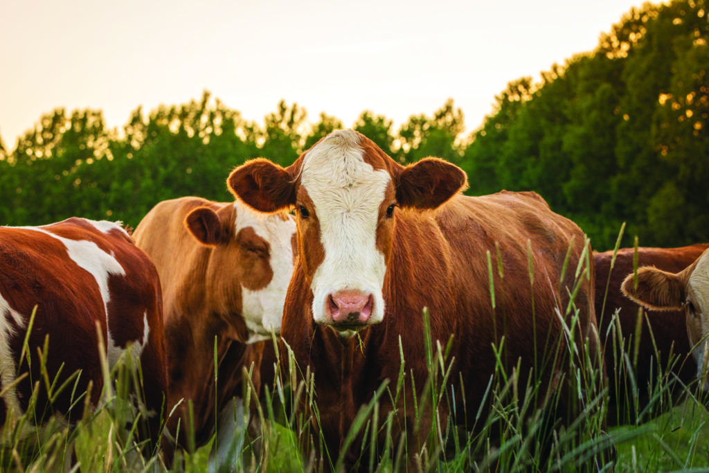 Through a Cow's Eyes - Kind News magazine